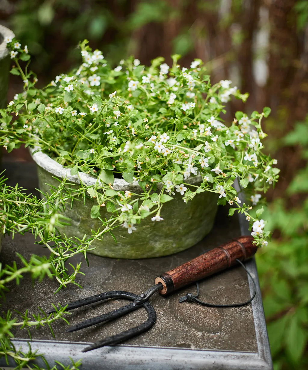 Evergreen Wide Pot – Hall Concept Store